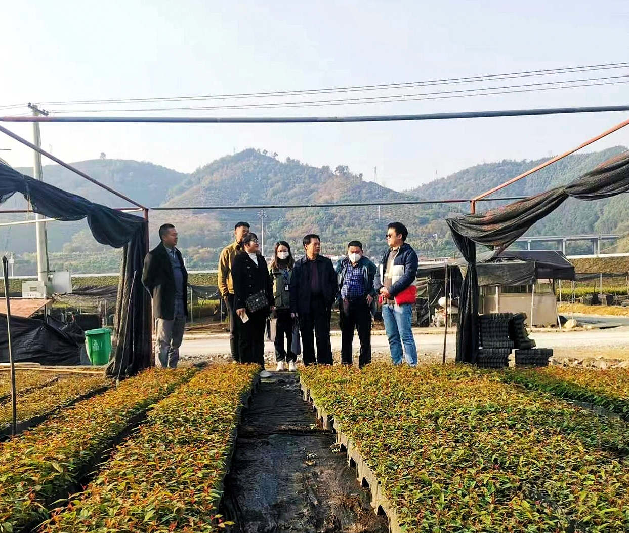 自治区林业种苗站到百色八桂公司开展林木种苗执法专项工作 公司动态 广西八桂种苗高科技集团股份有限公司